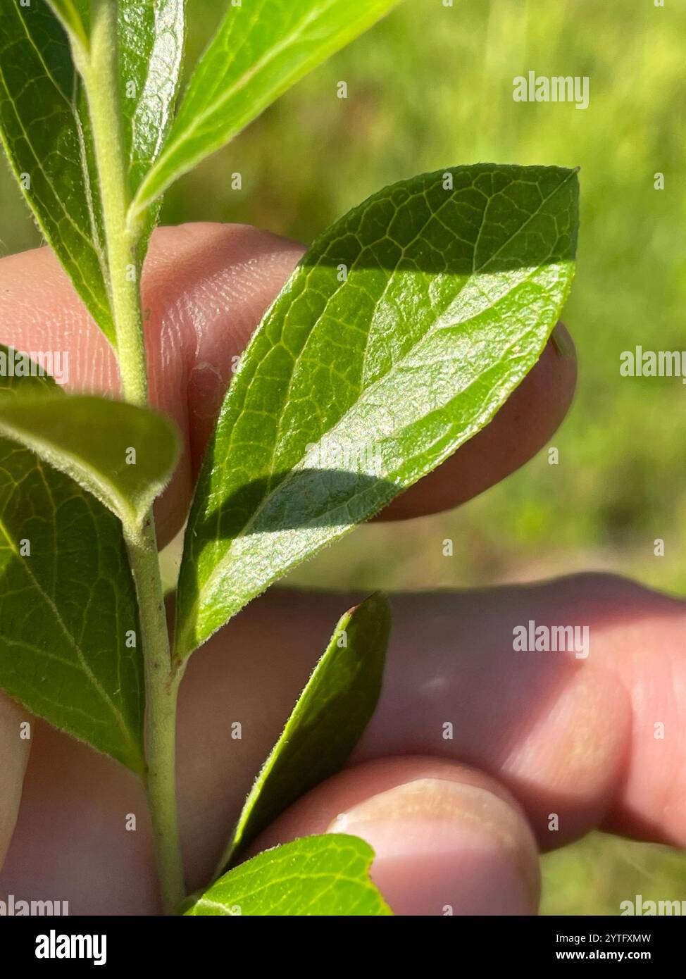dwarf huckleberry (Gaylussacia dumosa Stock Photo - Alamy