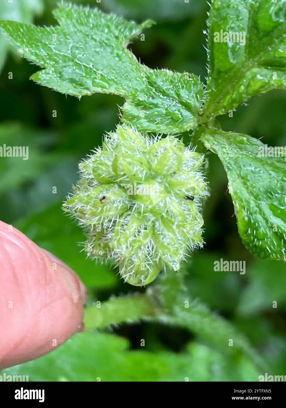 Hydrophyllum tenuipes hi-res stock photography and images - Alamy