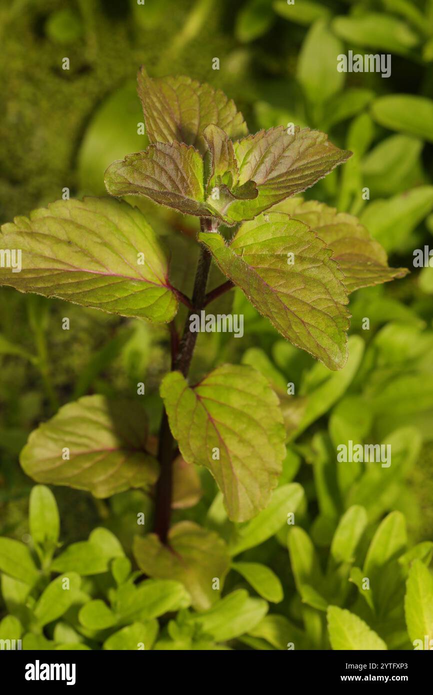watermint (Mentha aquatica Stock Photo - Alamy