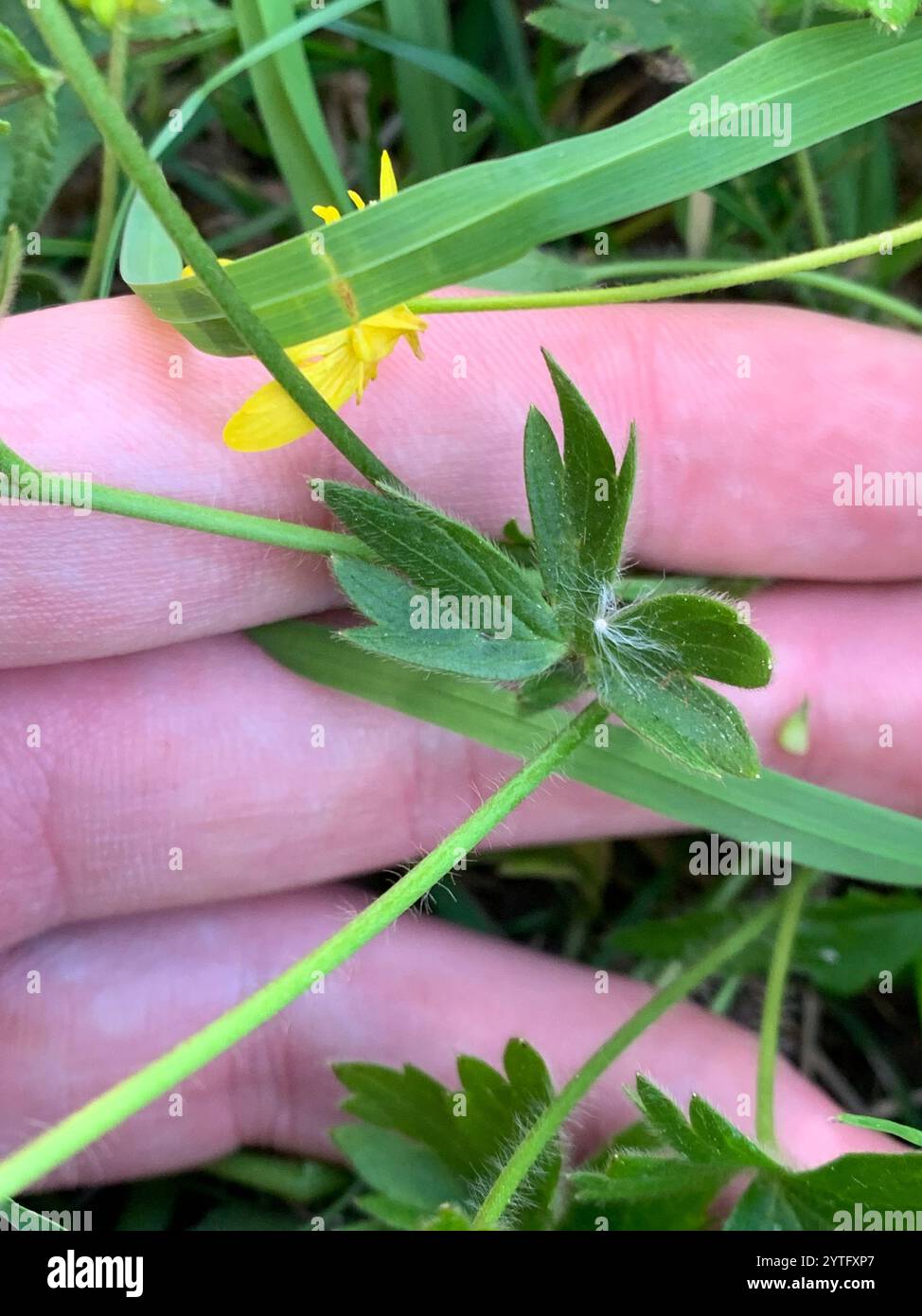 Ranunculus occidentalis hi-res stock photography and images - Alamy