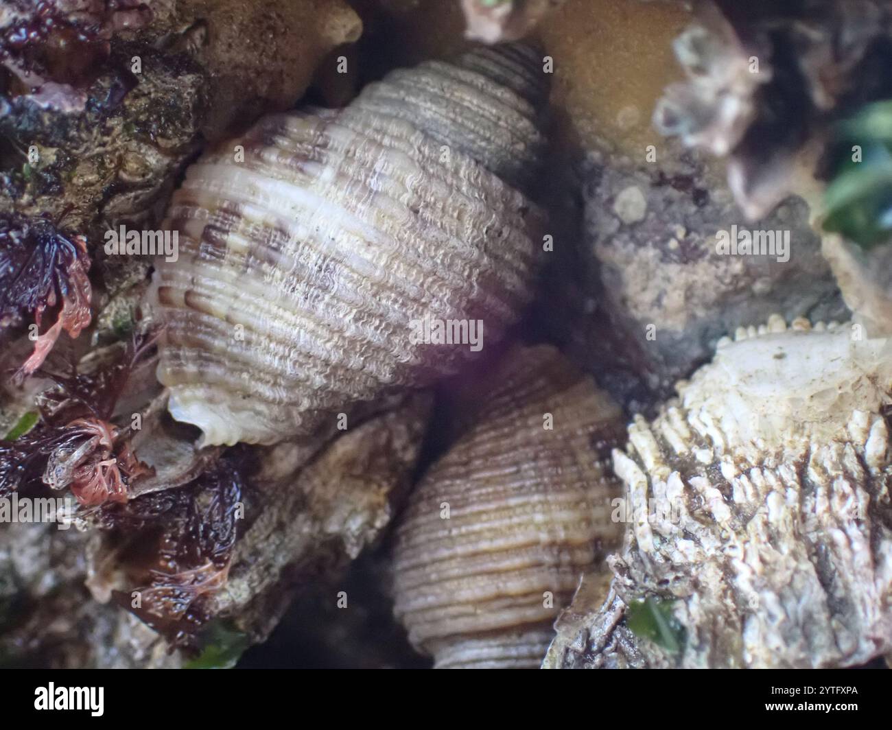 Channeled Dog Winkle (Nucella canaliculata Stock Photo - Alamy
