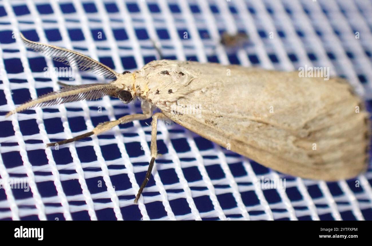 Cape Ivy Moth (Diota rostrata Stock Photo - Alamy