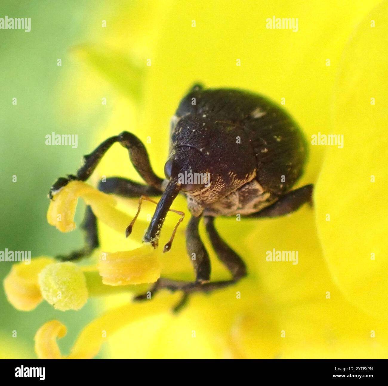Iris weevil (Mononychus punctumalbum Stock Photo - Alamy