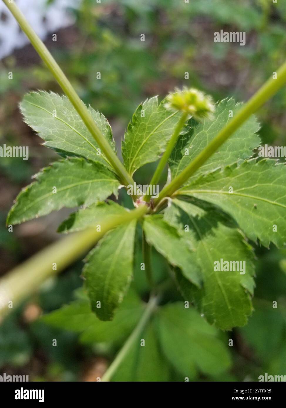 Black Snakeroot (Sanicula canadensis Stock Photo - Alamy