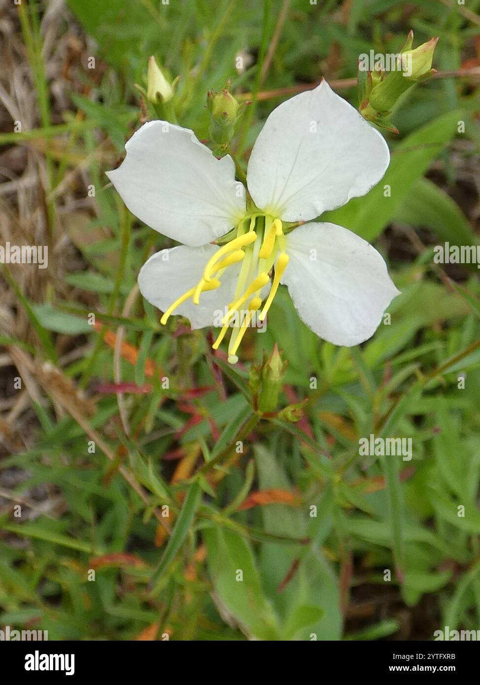 Maryland meadowbeauty (Rhexia mariana Stock Photo - Alamy