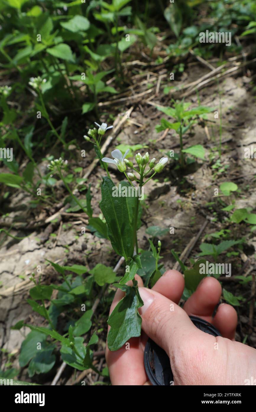bulbous cress (Cardamine bulbosa Stock Photo - Alamy