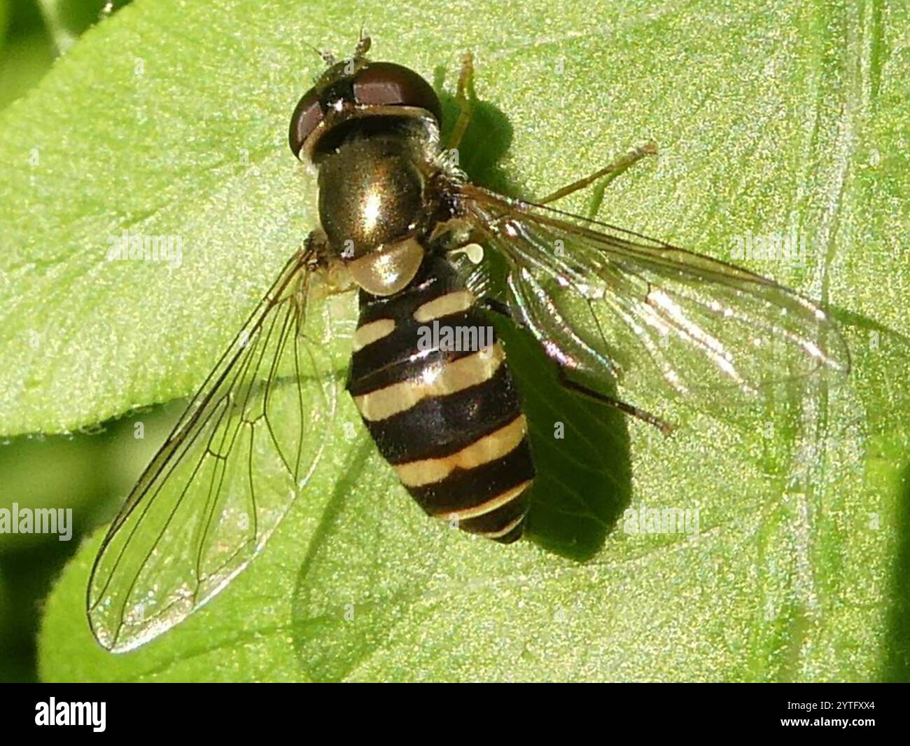 Bristleside Flies (Parasyrphus Stock Photo - Alamy