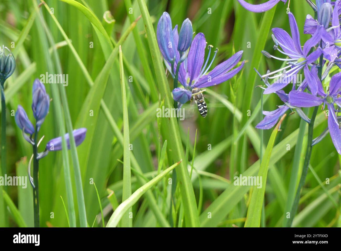 White-bowed Smoothwing (Scaeva affinis Stock Photo - Alamy