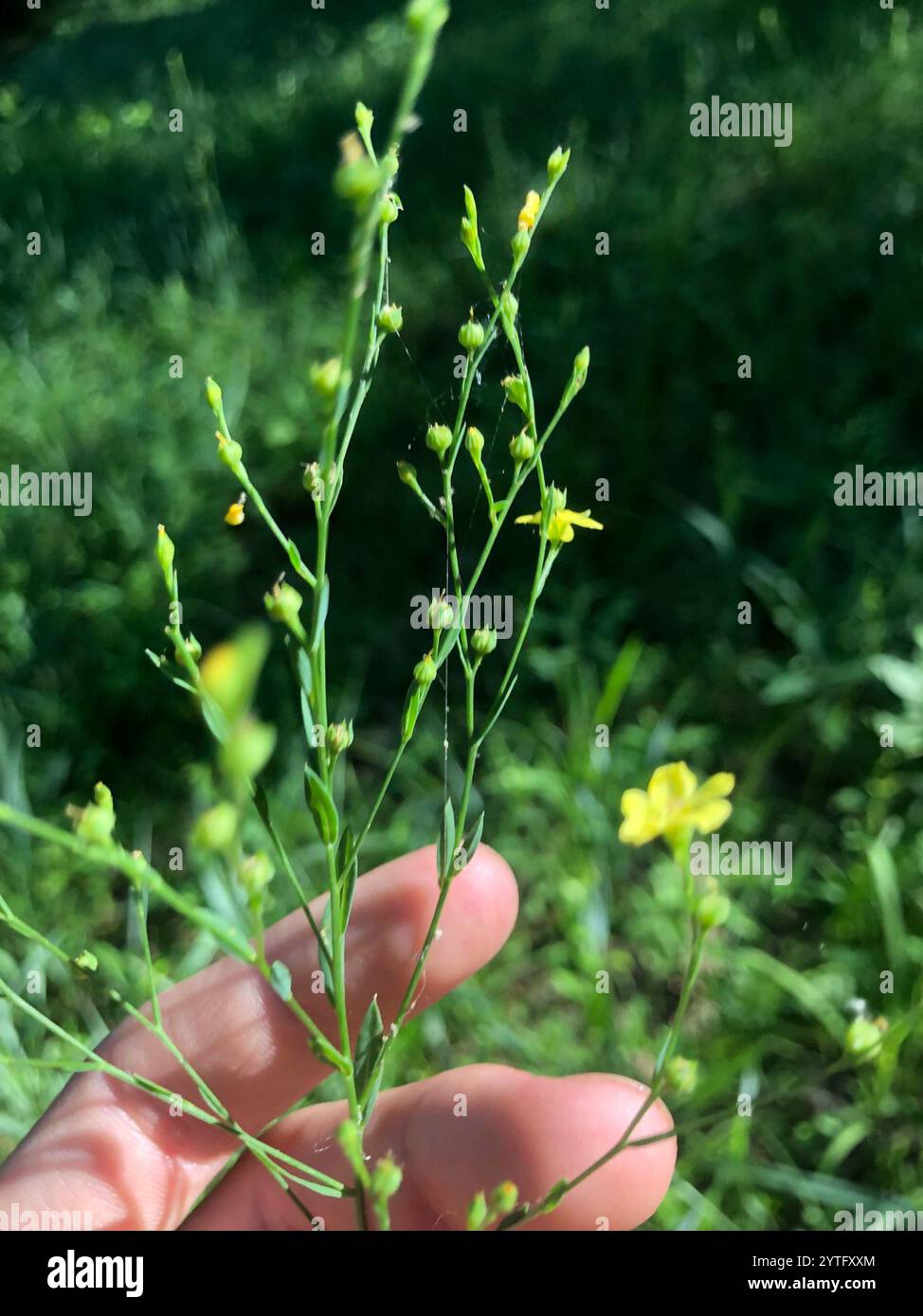 Stiff Yellow Flax (Linum medium Stock Photo - Alamy