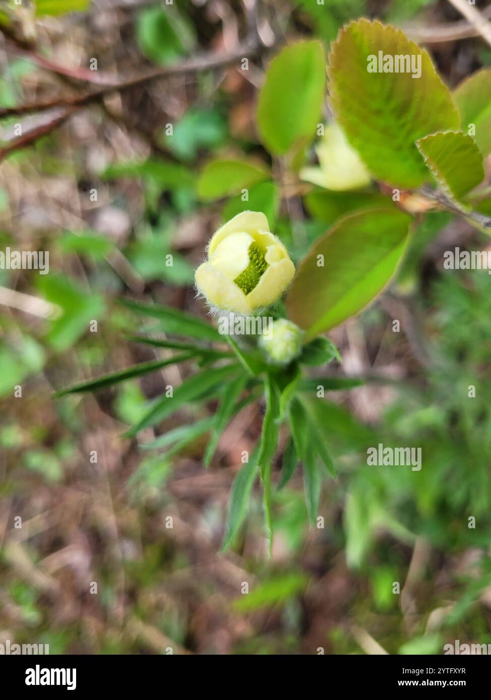 Cutleaf Anemone (Anemone multifida Stock Photo - Alamy