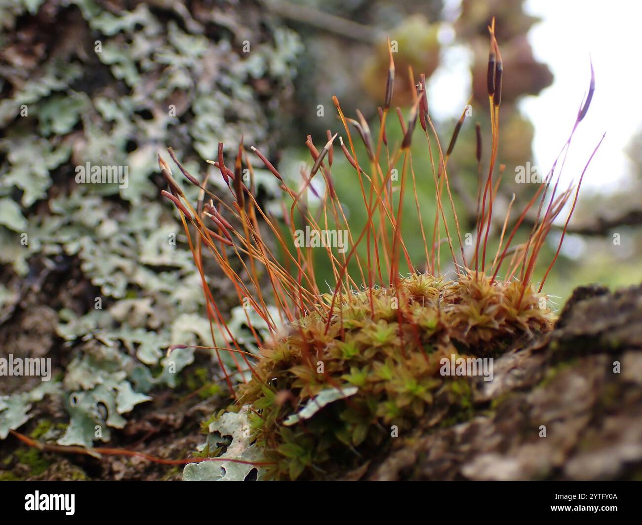 Star Moss (Syntrichia ruralis Stock Photo - Alamy