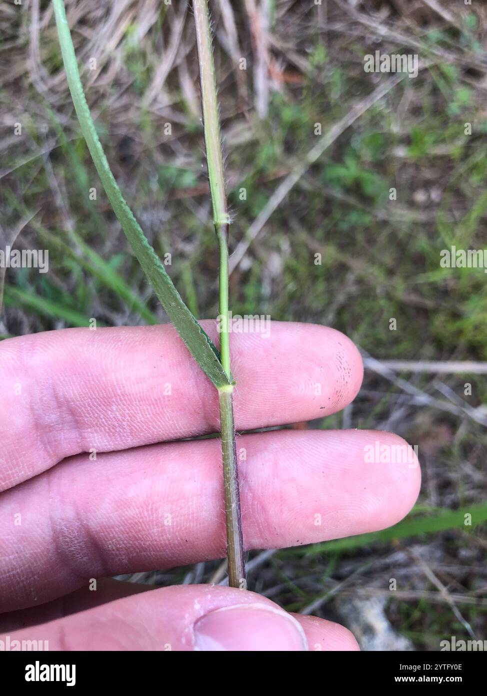 Scribner's Panicgrass (Dichanthelium scribnerianum Stock Photo - Alamy