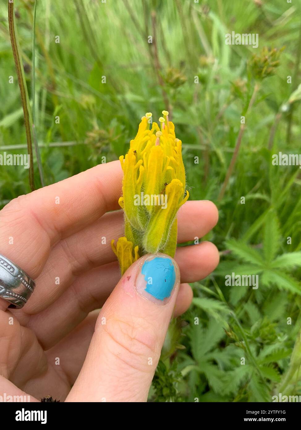 Indian golden paintbrush hi-res stock photography and images - Alamy