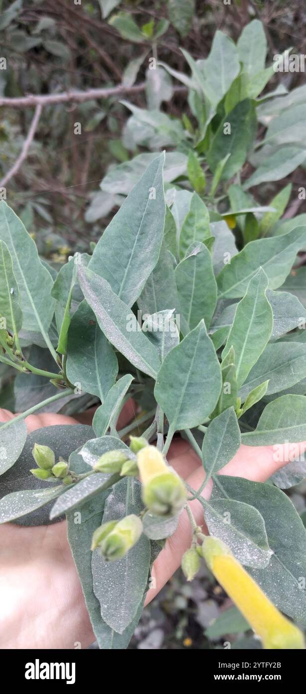 tree tobacco (Nicotiana glauca Stock Photo - Alamy