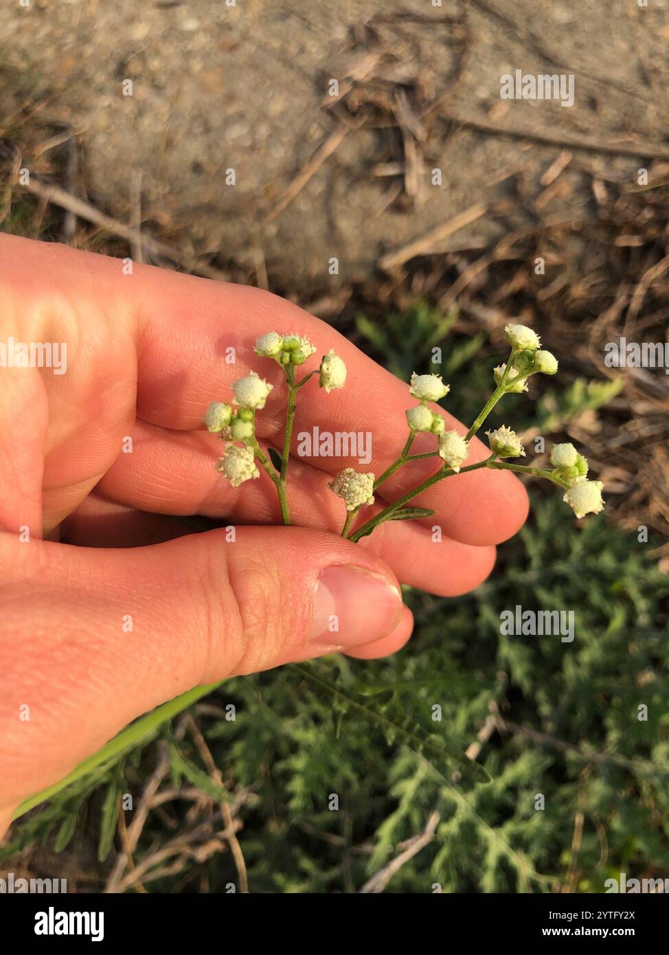 Santa Maria feverfew (Parthenium hysterophorus Stock Photo - Alamy