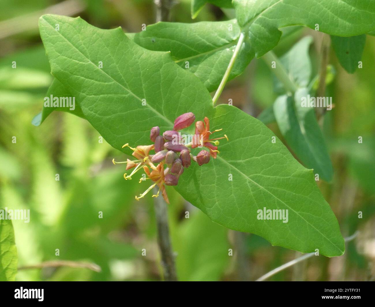 Glaucous Honeysuckle (Lonicera dioica Stock Photo - Alamy