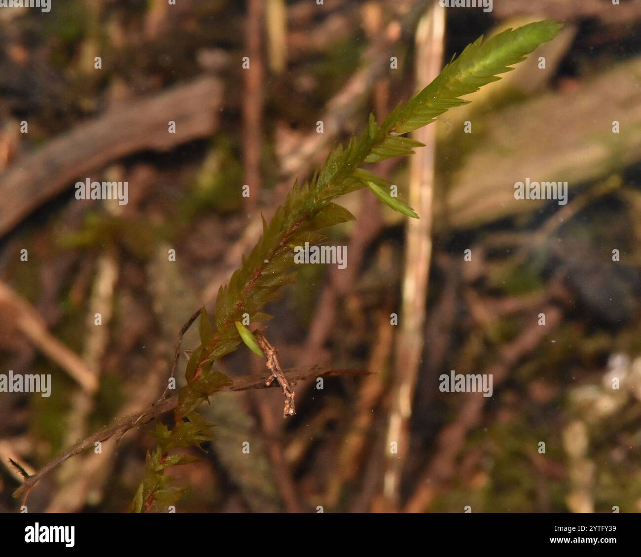 Fontinalis antipyretica willow moss hi-res stock photography and images ...