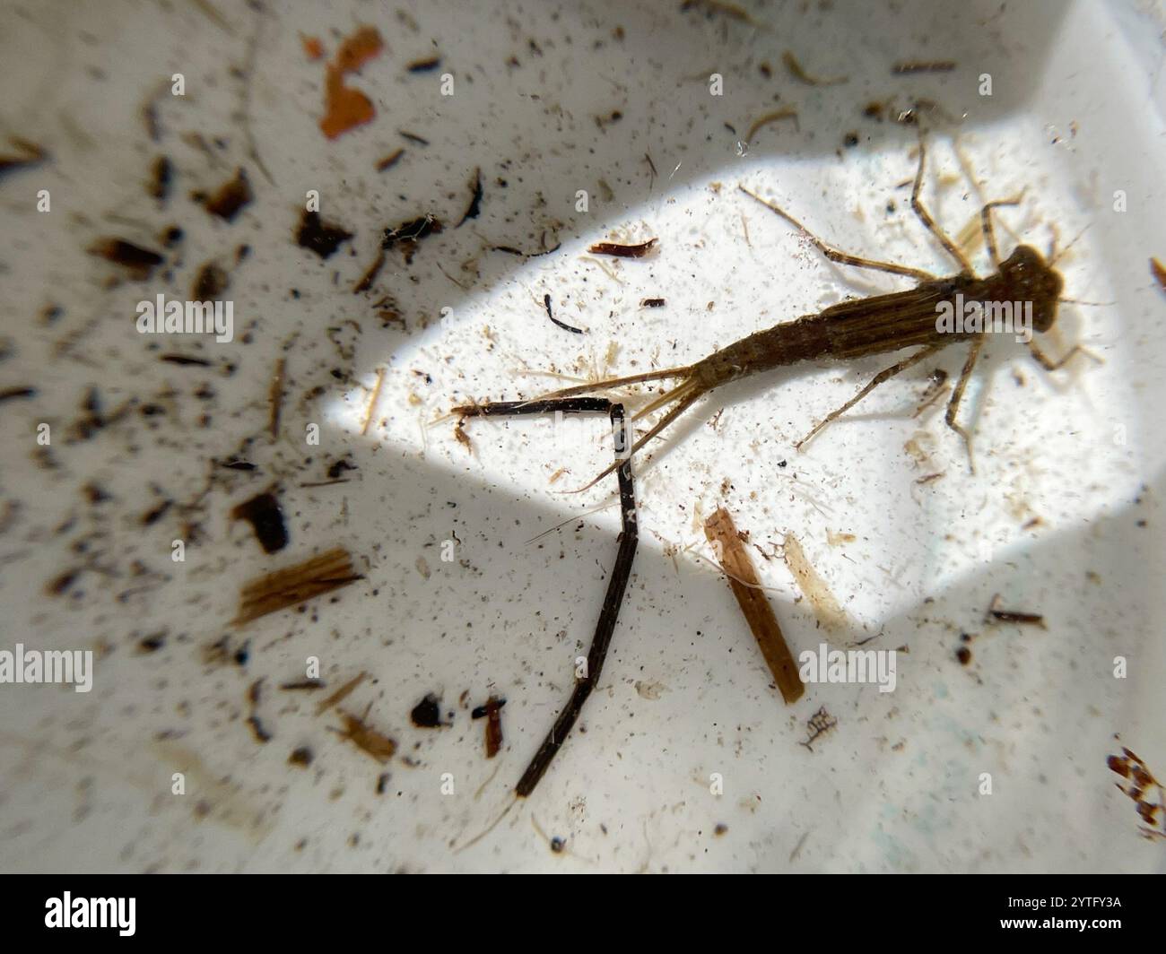 Narrow-winged Damselflies (Coenagrionidae Stock Photo - Alamy