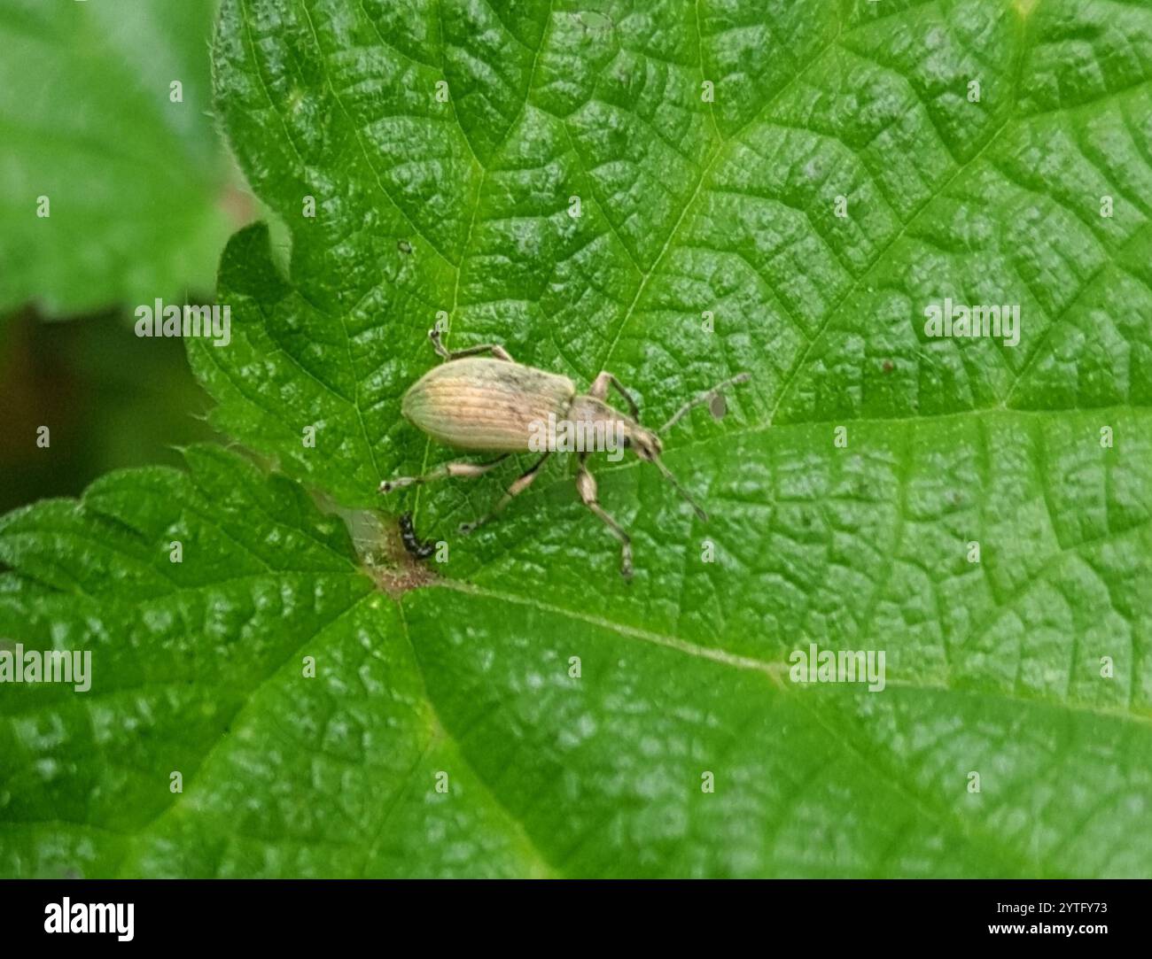 Nettle weevil (Phyllobius pomaceus Stock Photo - Alamy