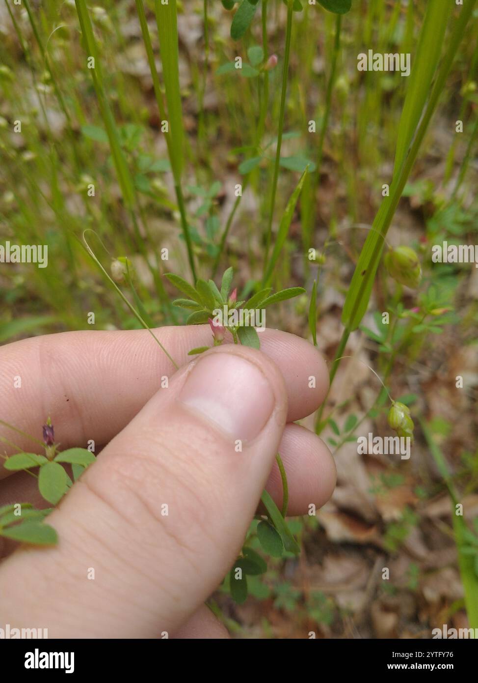 Short-flower Deervetch (Acmispon parviflorus Stock Photo - Alamy
