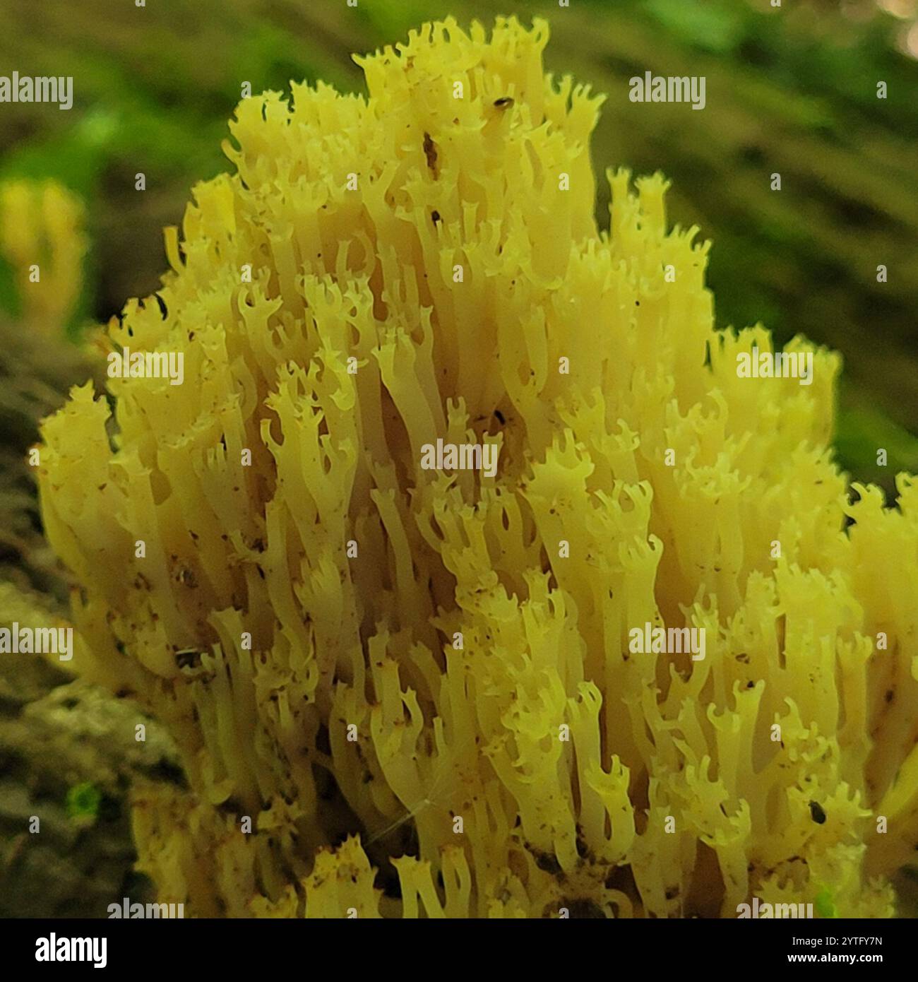 crown-tipped coral fungus (Artomyces pyxidatus Stock Photo - Alamy