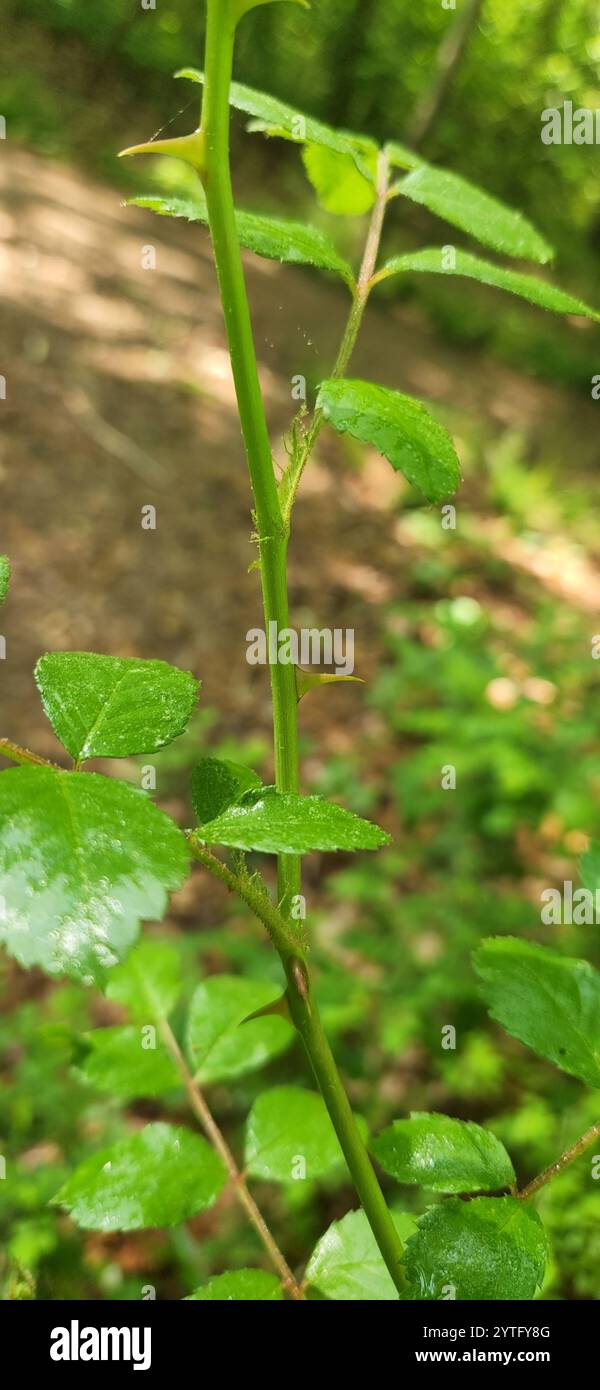 multiflora rose (Rosa multiflora Stock Photo - Alamy
