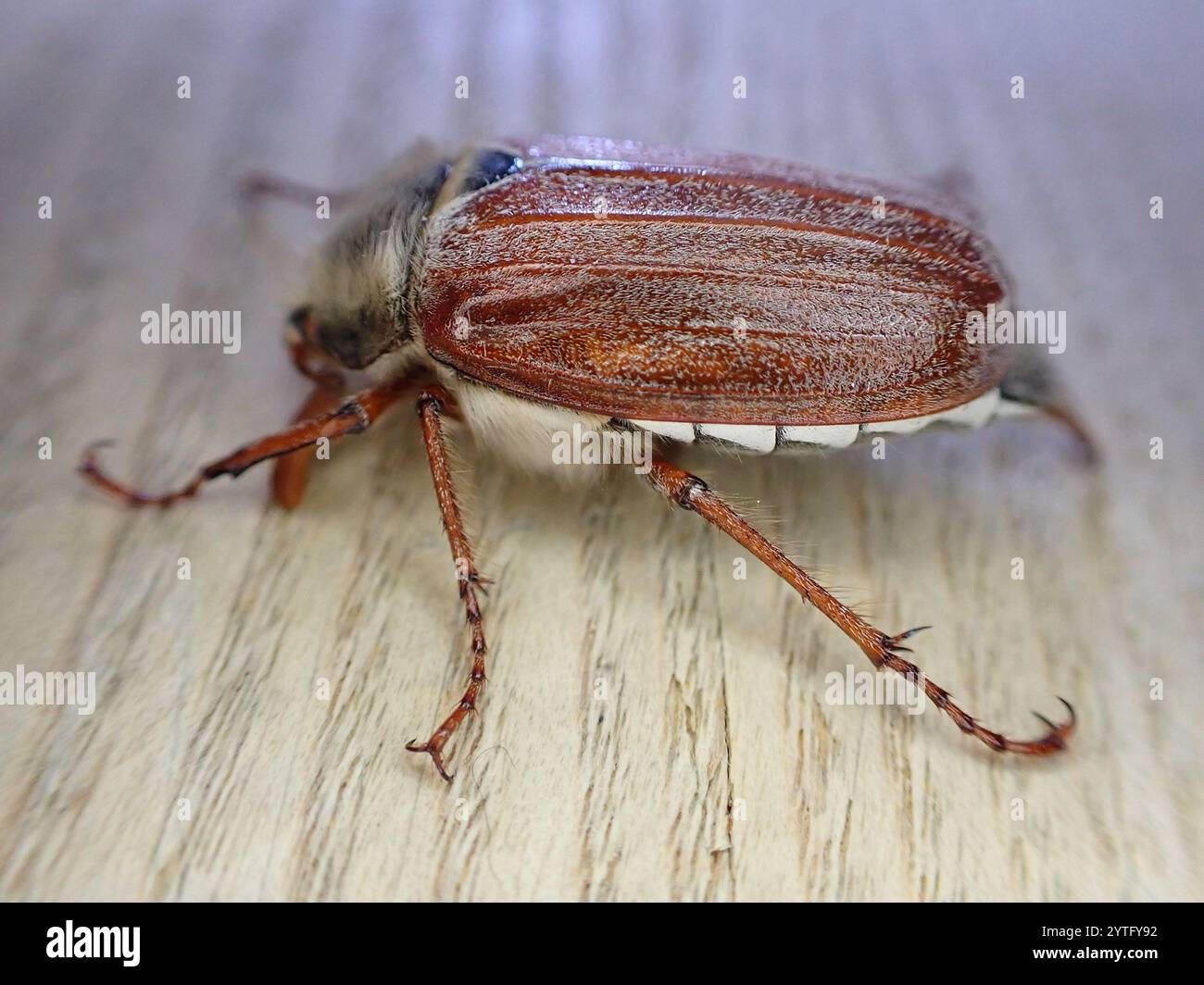 Common Cockchafer (Melolontha melolontha Stock Photo - Alamy