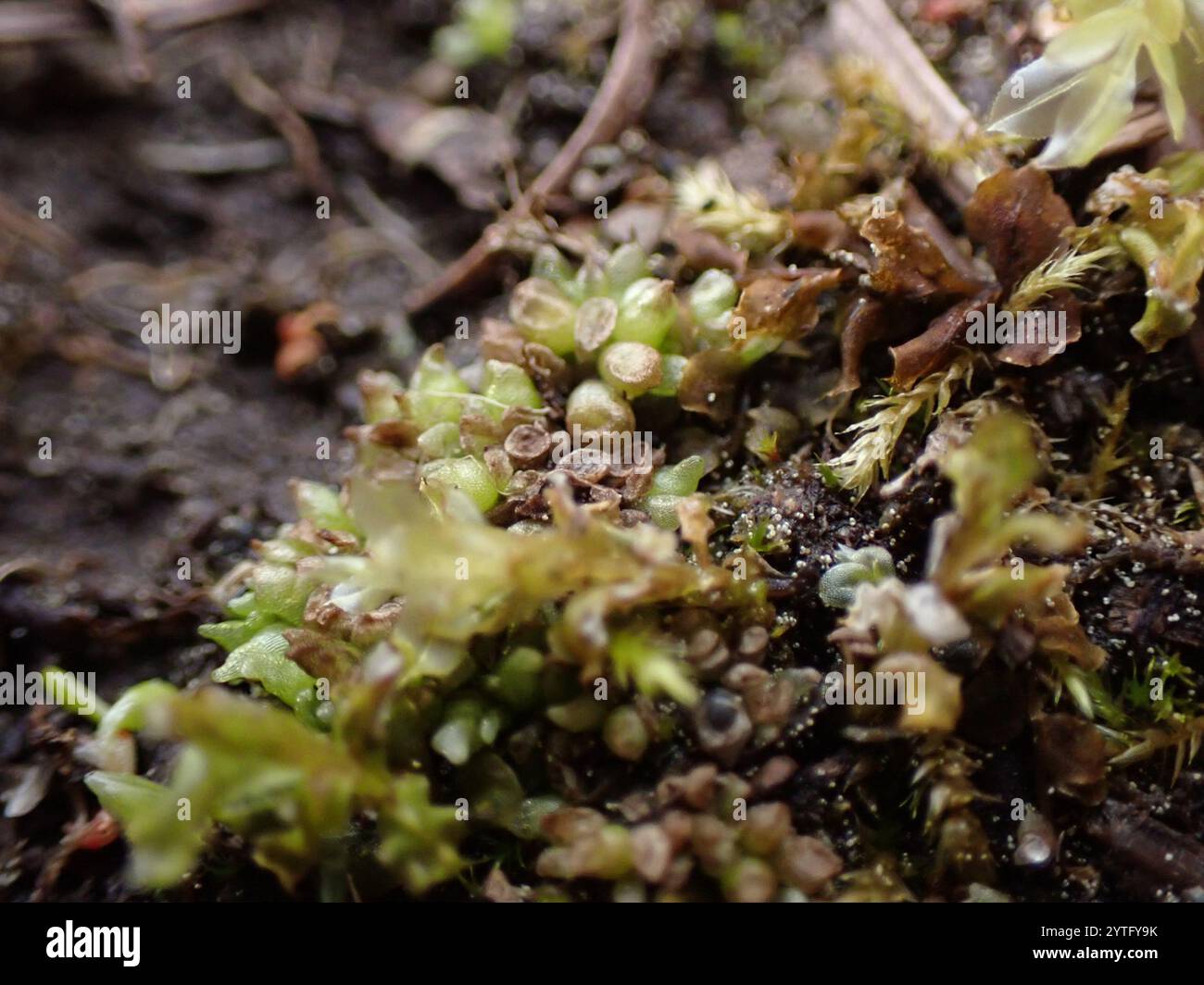Sphaerocarpos texanus hi-res stock photography and images - Alamy