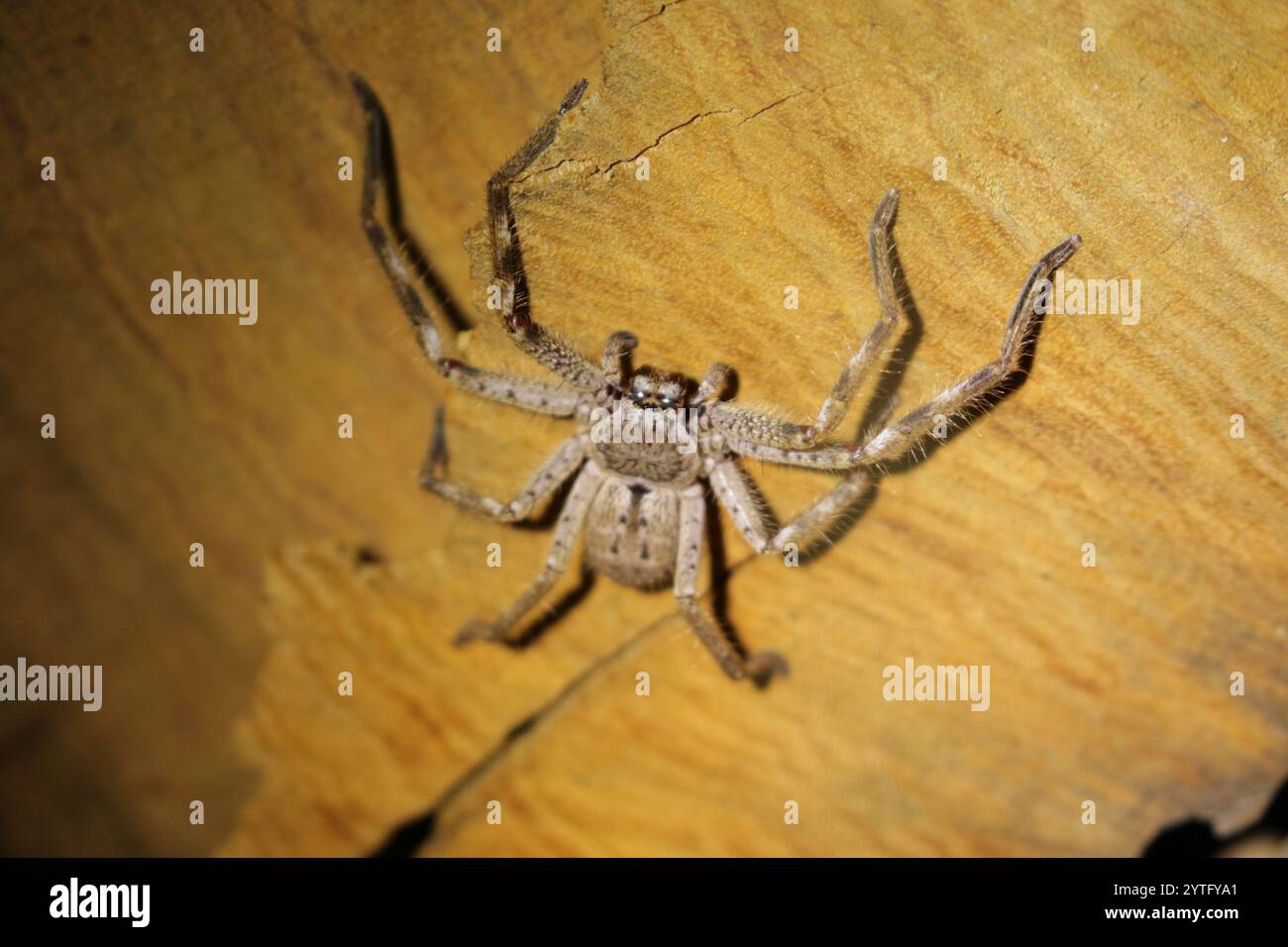 Mountain Huntsman (Isopeda montana Stock Photo - Alamy