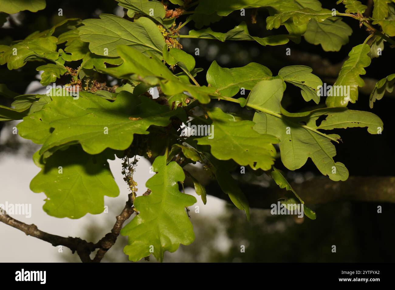 English oak (Quercus robur Stock Photo - Alamy