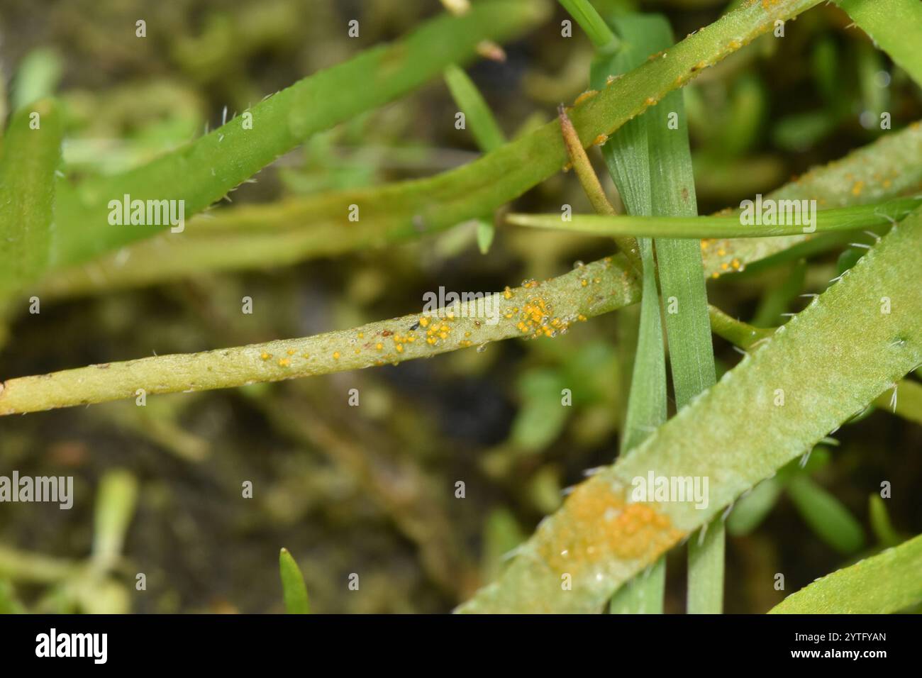 rust fungi (Pucciniales Stock Photo - Alamy