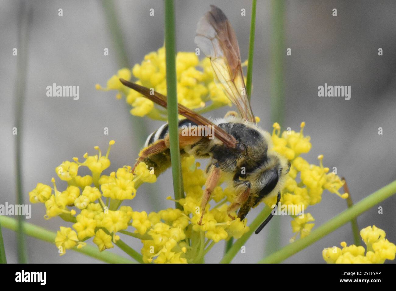 Prunus Miner Bee (Andrena prunorum Stock Photo - Alamy