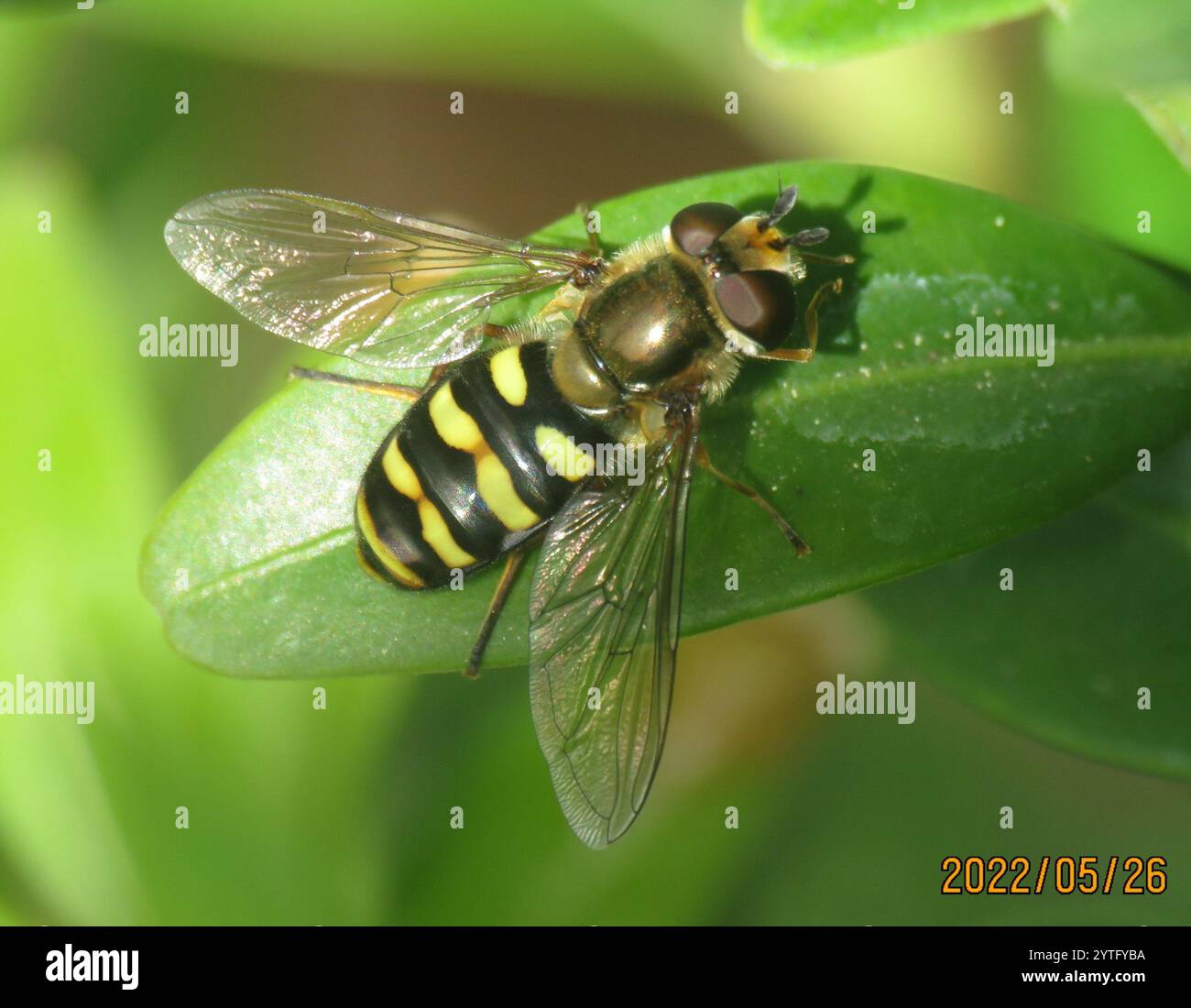 Western Aphideater (Eupeodes fumipennis Stock Photo - Alamy