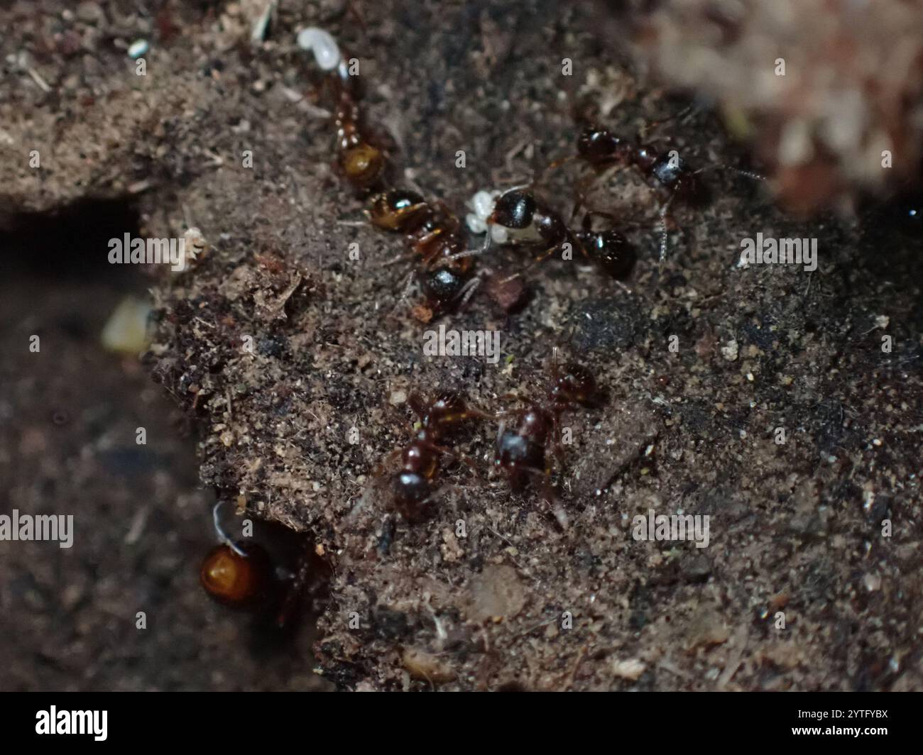 Western Collared Ant (Aphaenogaster occidentalis Stock Photo - Alamy