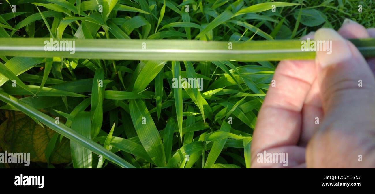 Wild Cane (Saccharum spontaneum Stock Photo - Alamy