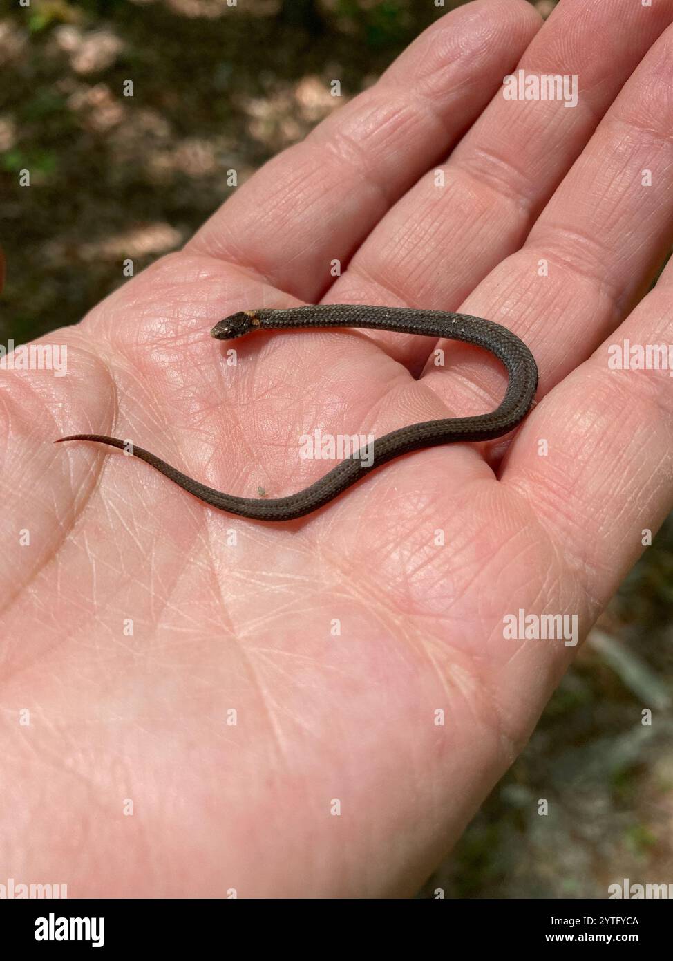 Red-bellied Snake (Storeria occipitomaculata Stock Photo - Alamy