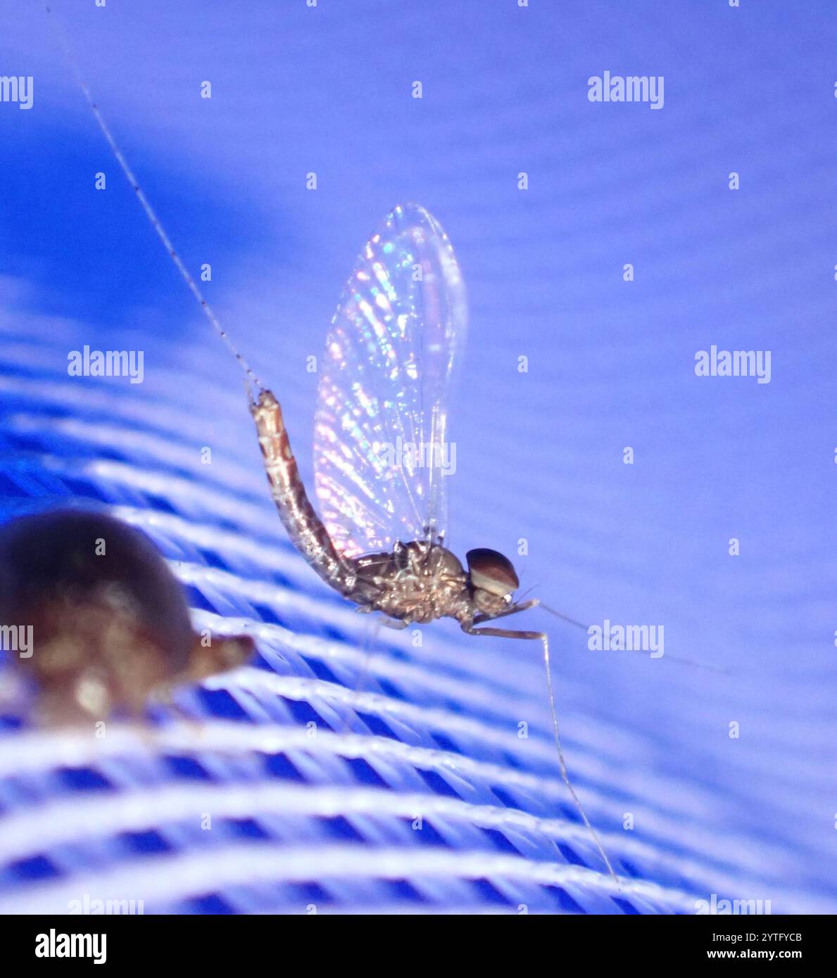Small Mayflies (Baetidae Stock Photo - Alamy