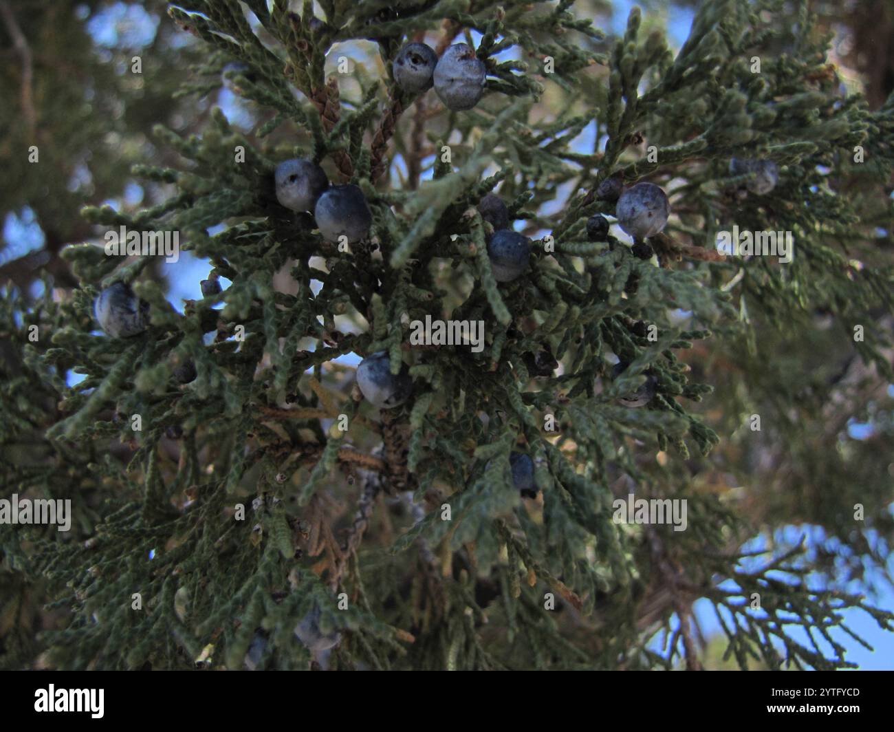 One-seed Juniper (Juniperus monosperma Stock Photo - Alamy