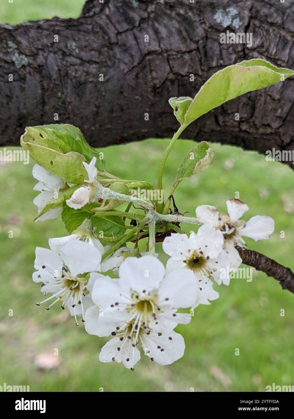 Apple Powdery Mildew (Podosphaera leucotricha Stock Photo - Alamy