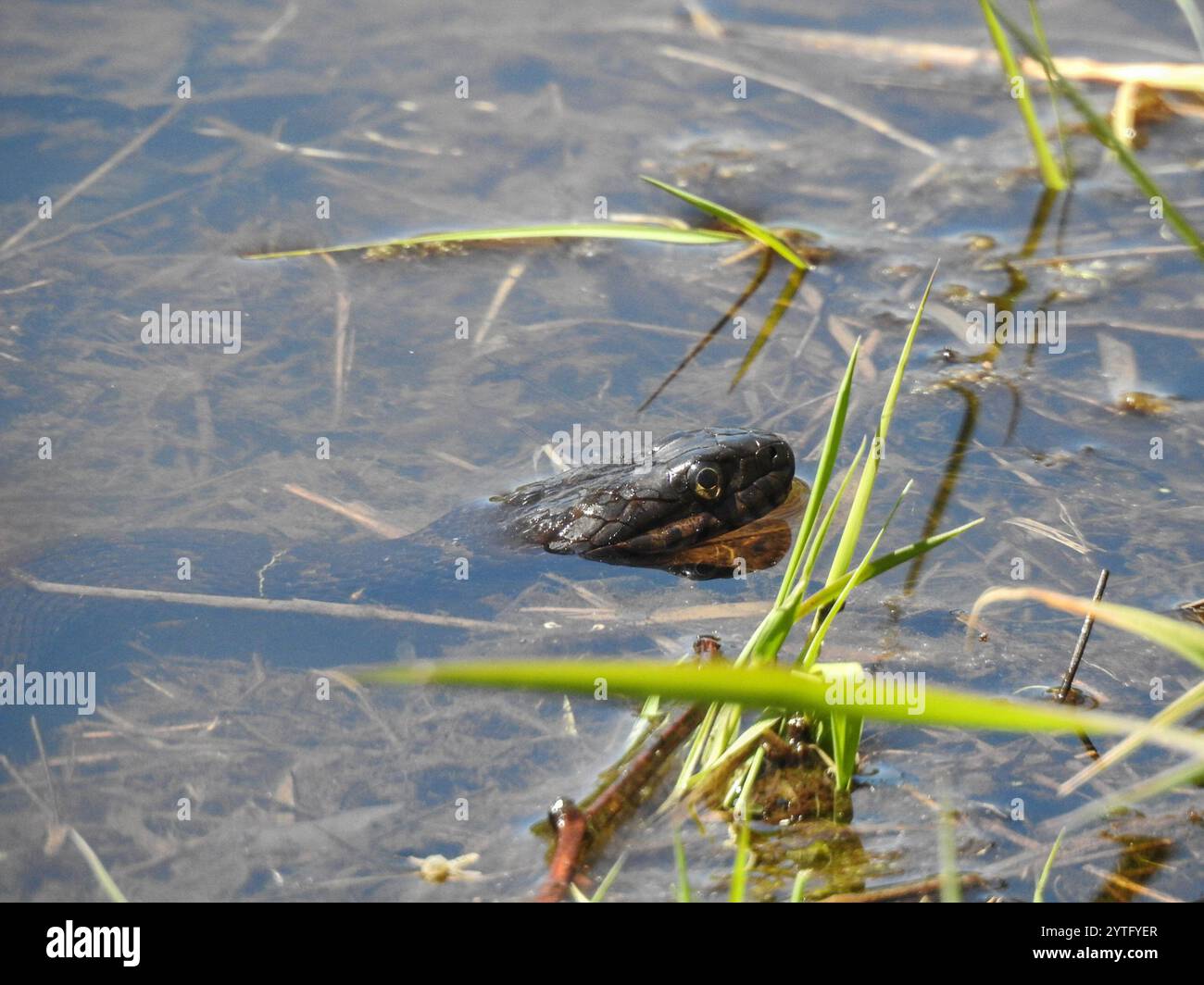 Common Watersnake (Nerodia sipedon Stock Photo - Alamy