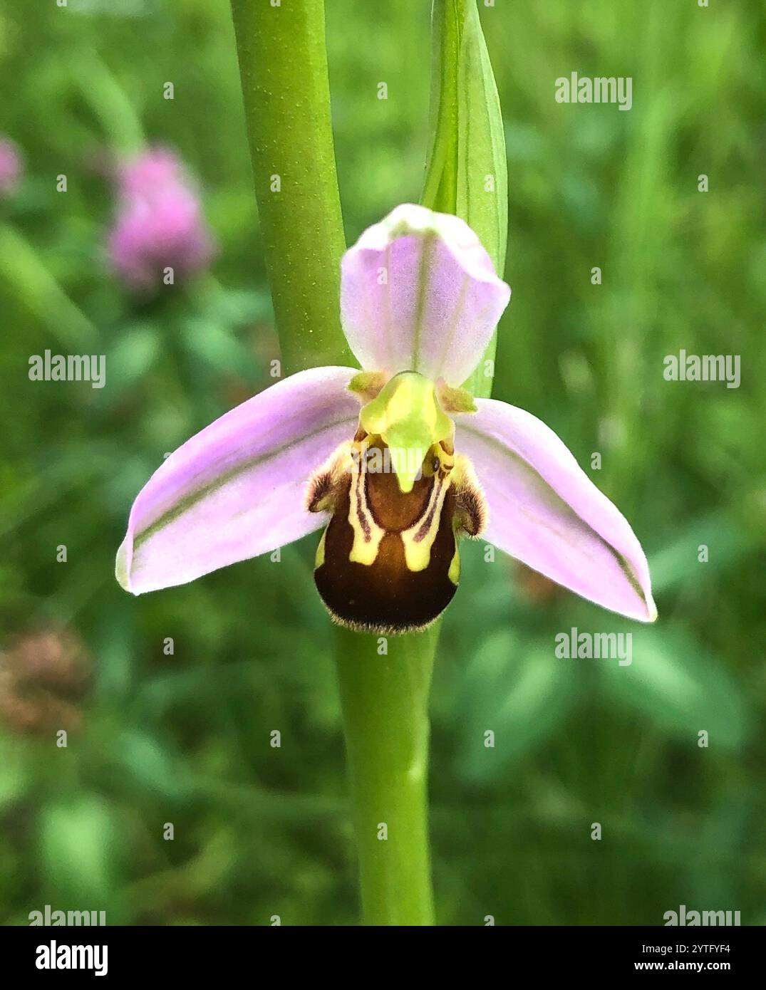 Bee Orchid (Ophrys apifera Stock Photo - Alamy