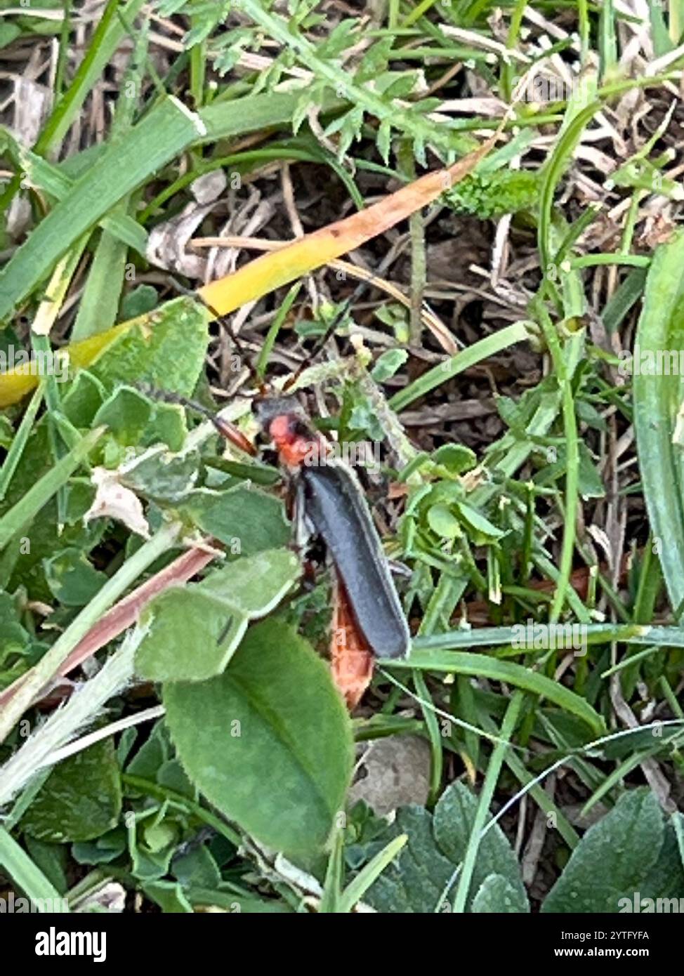 Rustic Sailor Beetle (Cantharis rustica Stock Photo - Alamy
