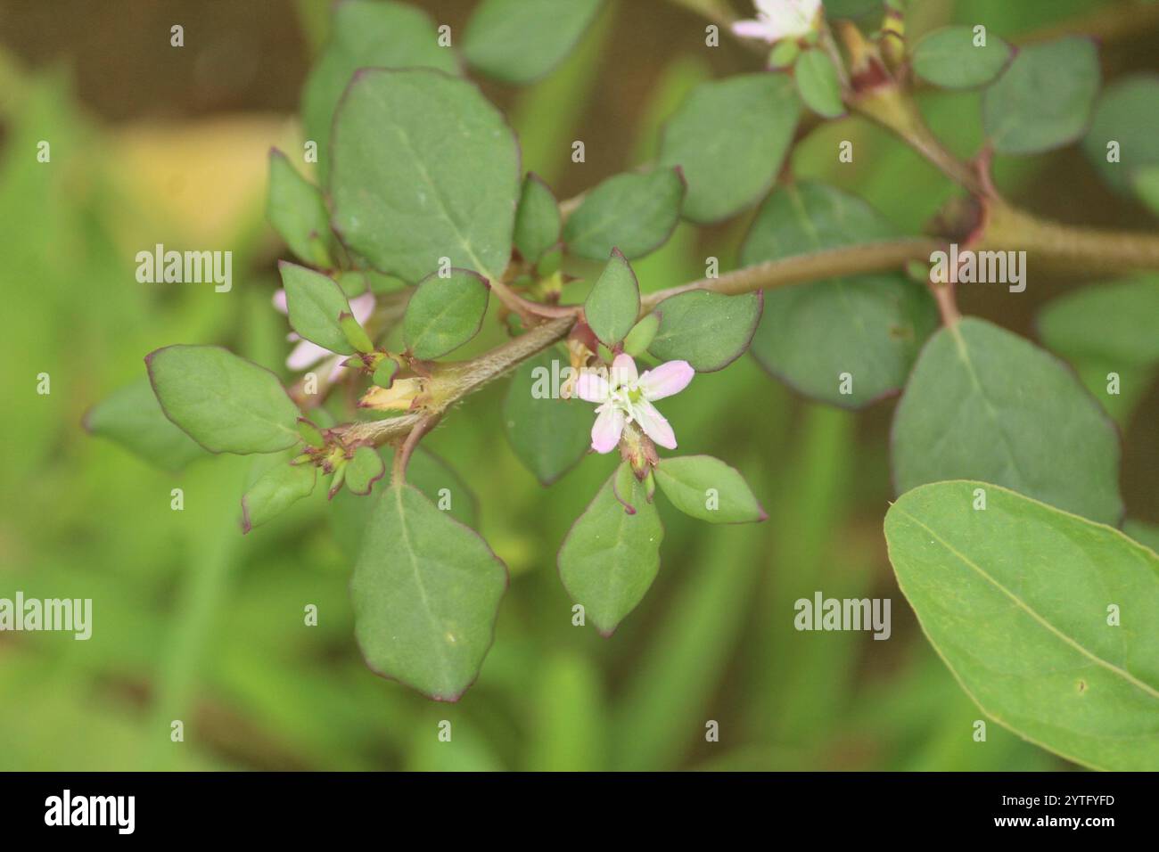desert horse purslane (Trianthema portulacastrum Stock Photo - Alamy
