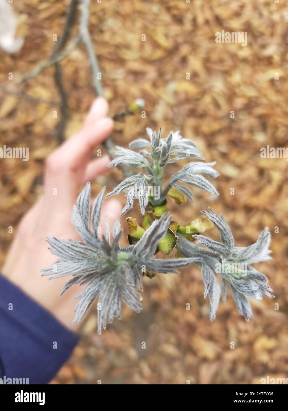 amur maackia (Maackia amurensis Stock Photo - Alamy