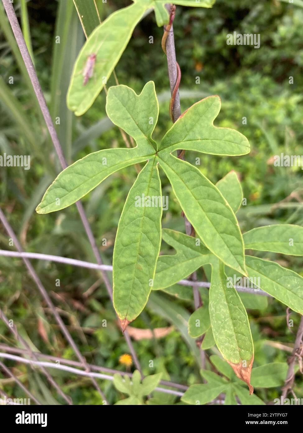Alamo vine (Distimake dissectus Stock Photo - Alamy
