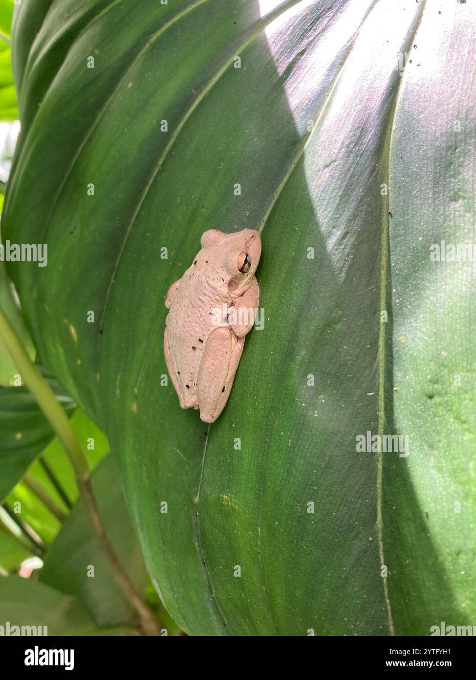 Cuban Tree Frog (Osteopilus septentrionalis Stock Photo - Alamy