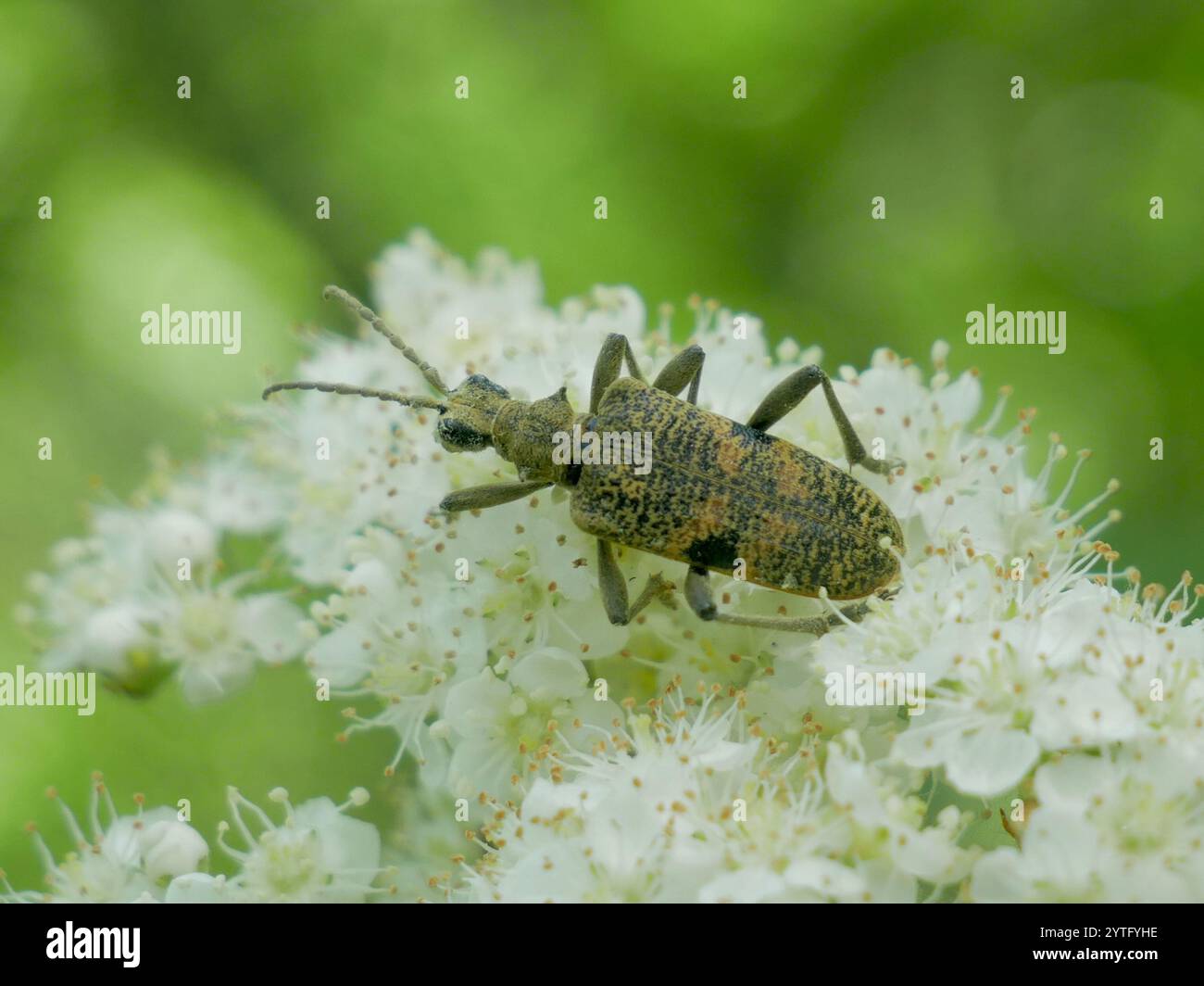 Blackspotted Longhorn Beetle (Rhagium mordax Stock Photo - Alamy