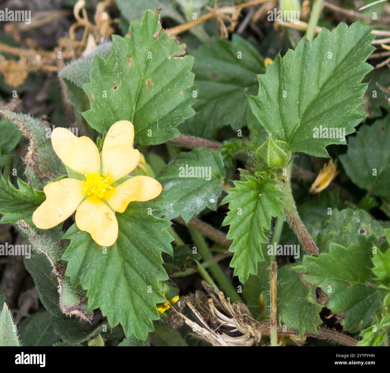 three-lobe false mallow (Malvastrum coromandelianum Stock Photo - Alamy