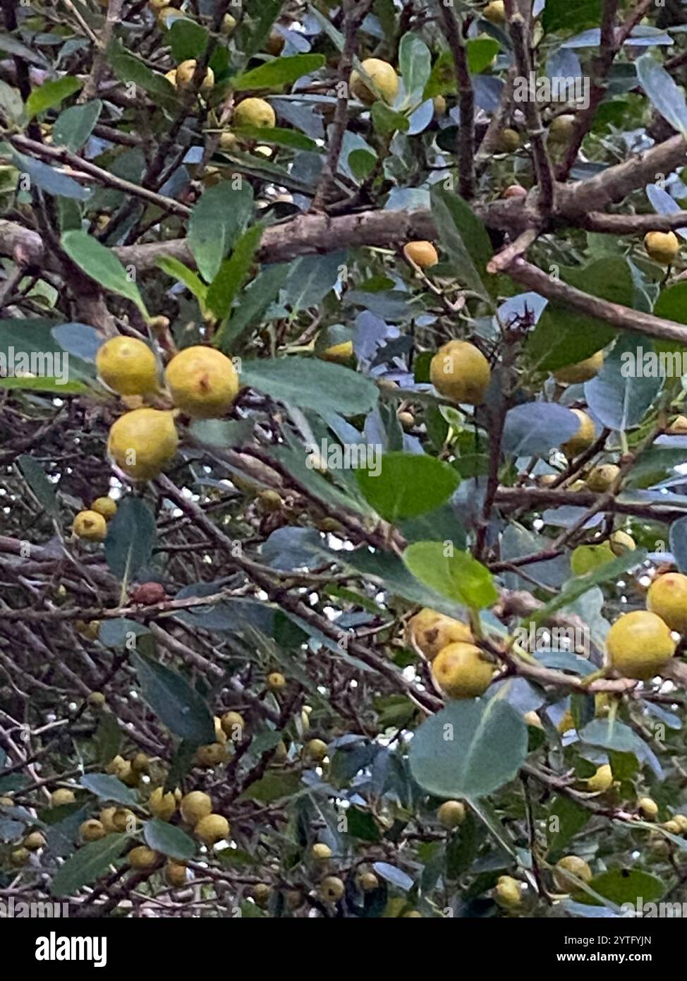 Ficus natalensis hi-res stock photography and images - Alamy