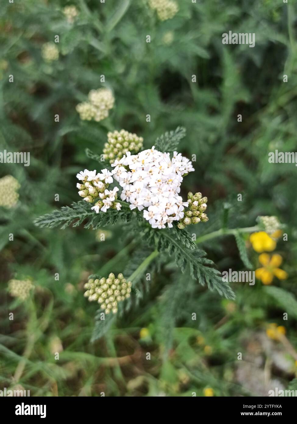 common yarrow complex (Achillea millefolium Stock Photo - Alamy